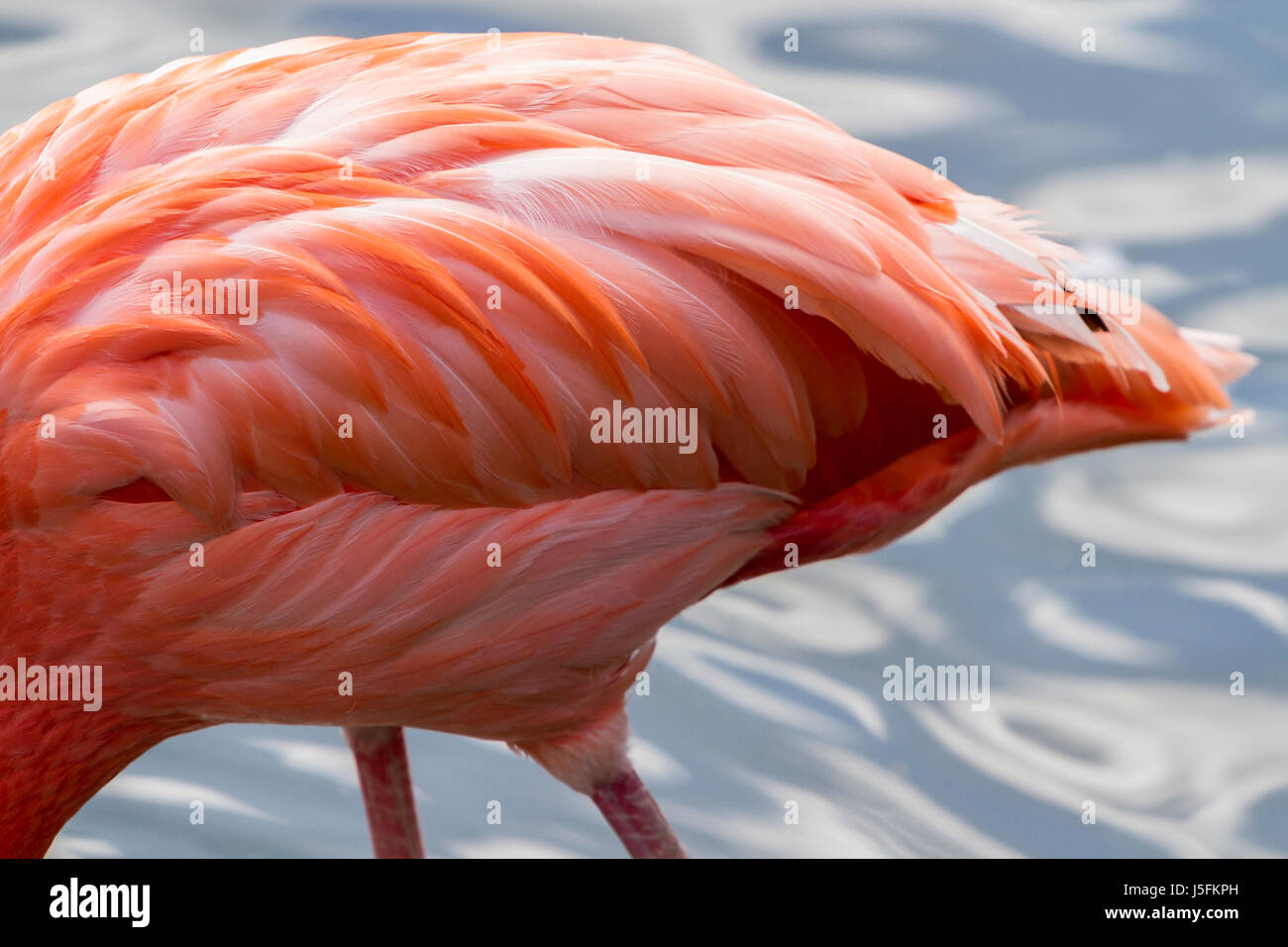 Jame's Flamingo at Slimbridge Stock Photo - Alamy