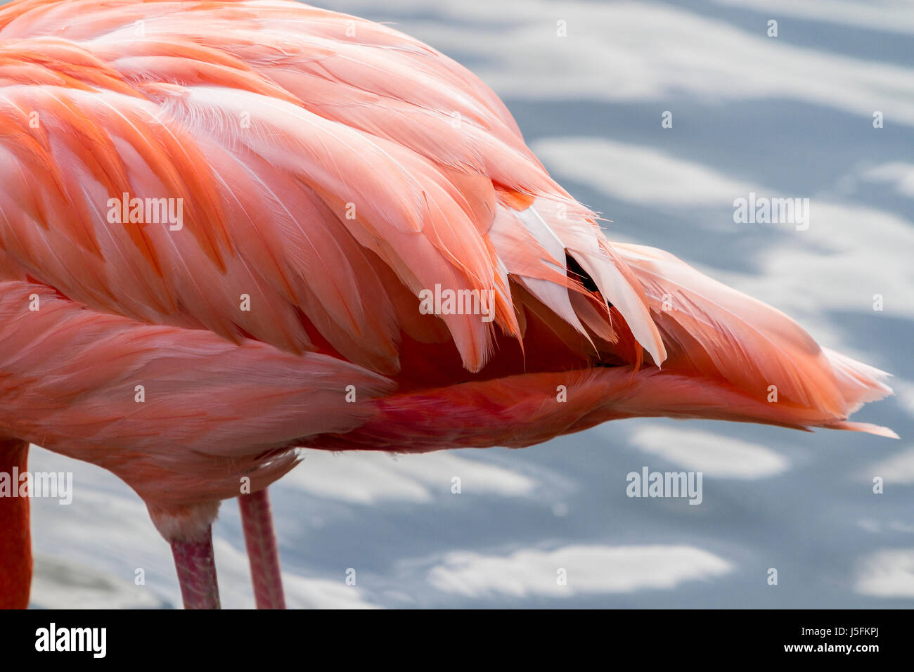 Jame's Flamingo at Slimbridge Stock Photo - Alamy