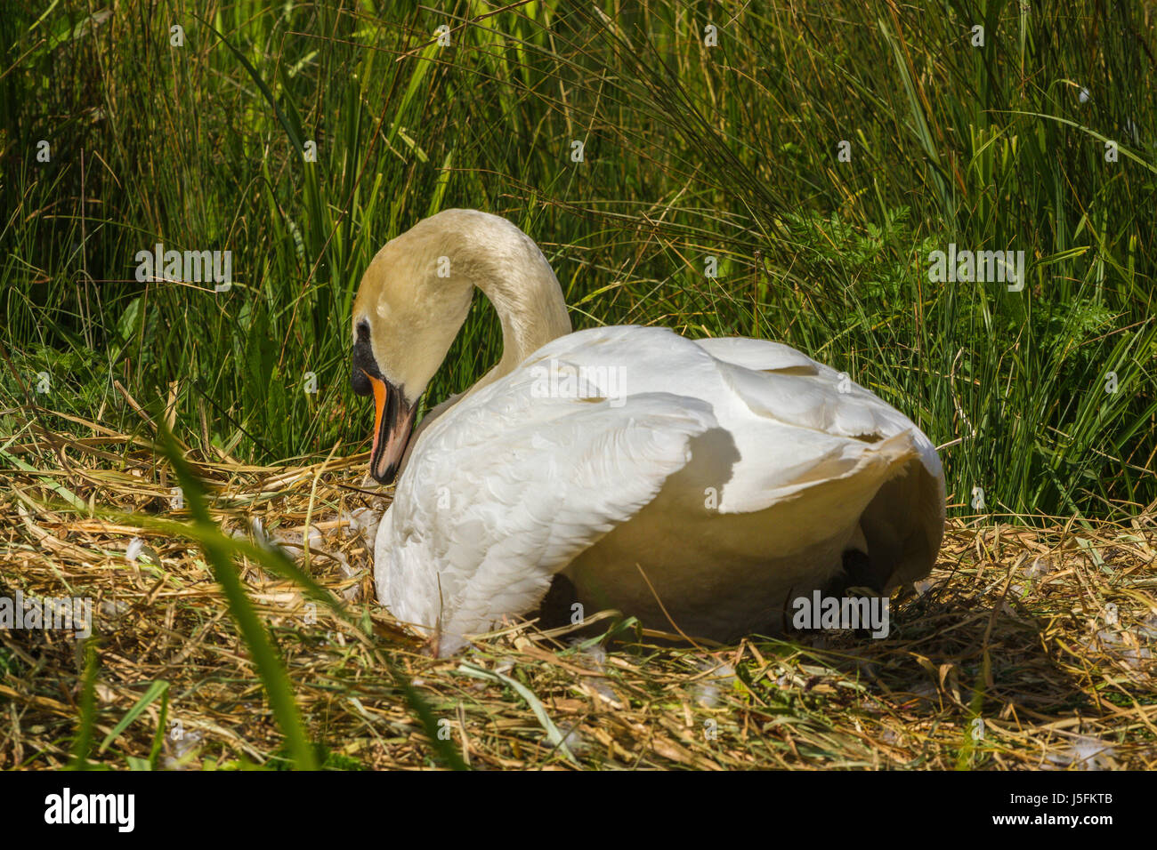 Mute Swan sitting on nest at Slimbridge Stock Photo - Alamy