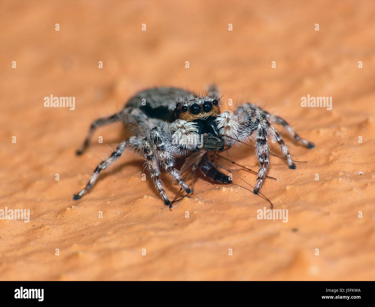 Robbery spider hi-res stock photography and images - Alamy
