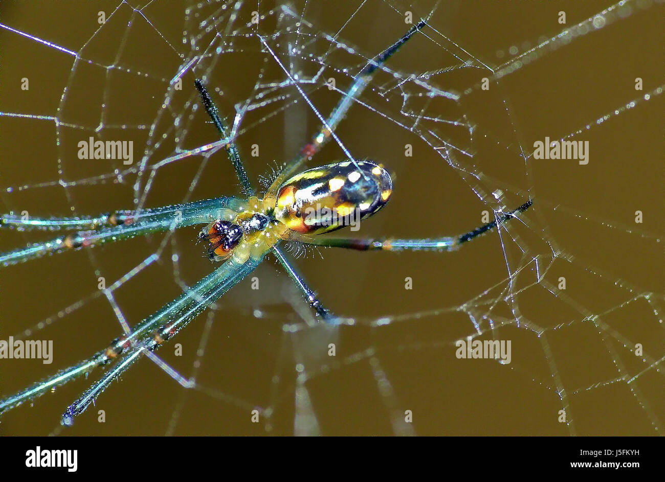 Caribbean spiders hi-res stock photography and images - Alamy