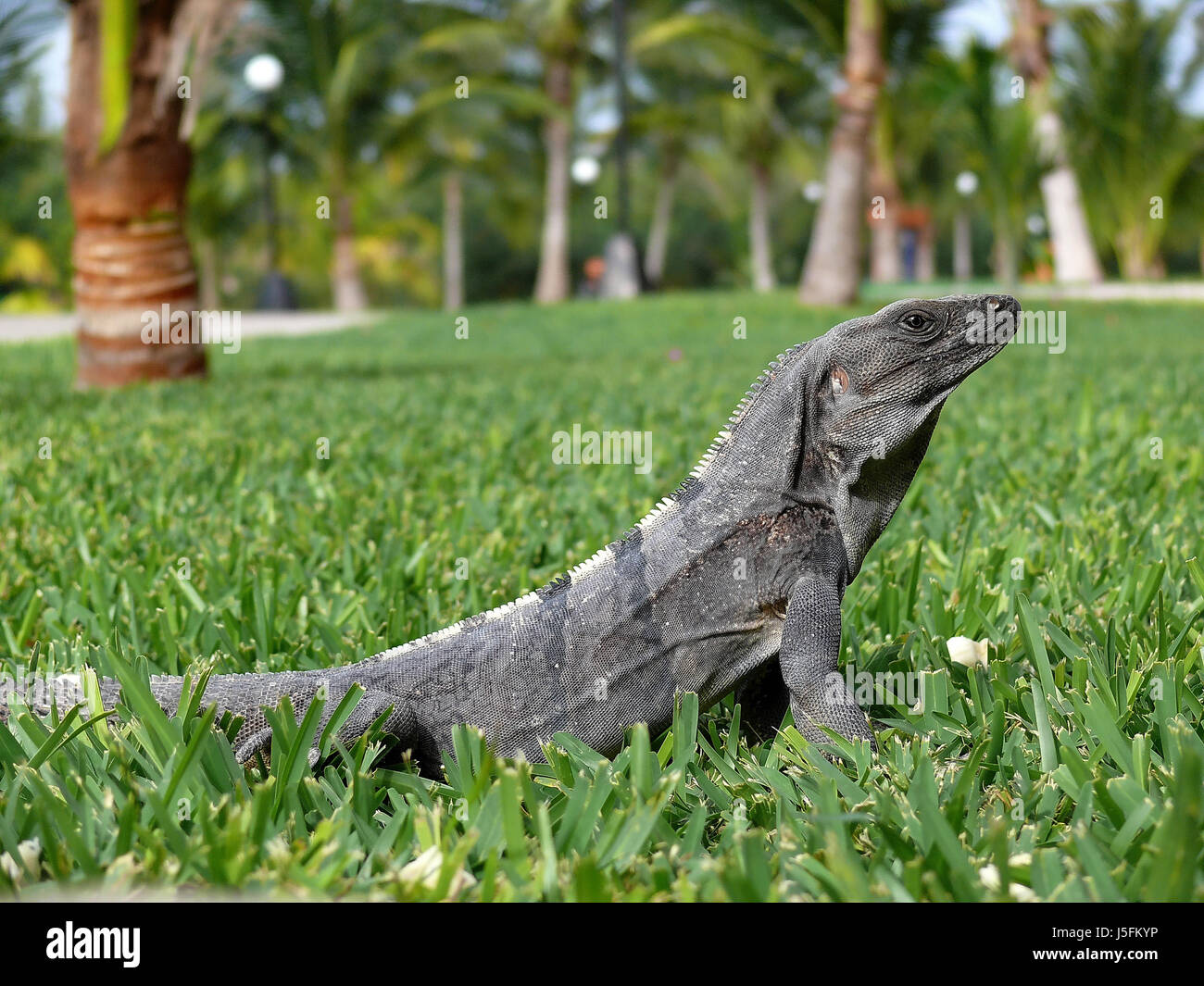 Flink mexico hi-res stock photography and images - Alamy
