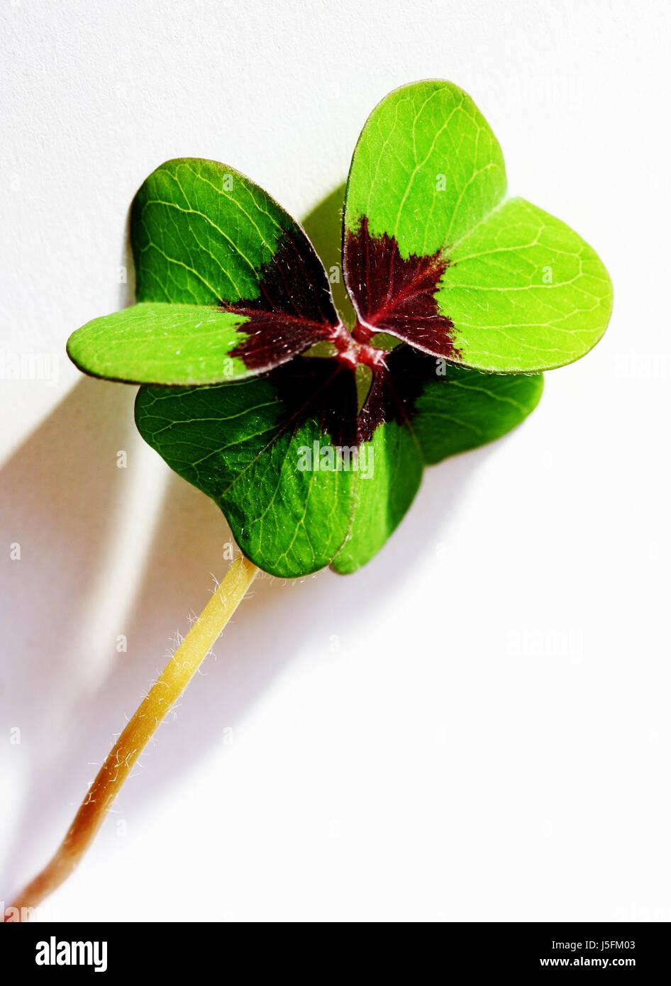 Vierblttriges kleeblatt hi-res stock photography and images - Alamy