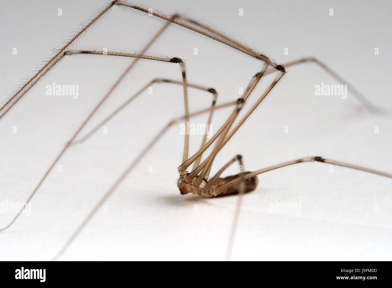 Spider joints hi-res stock photography and images - Alamy