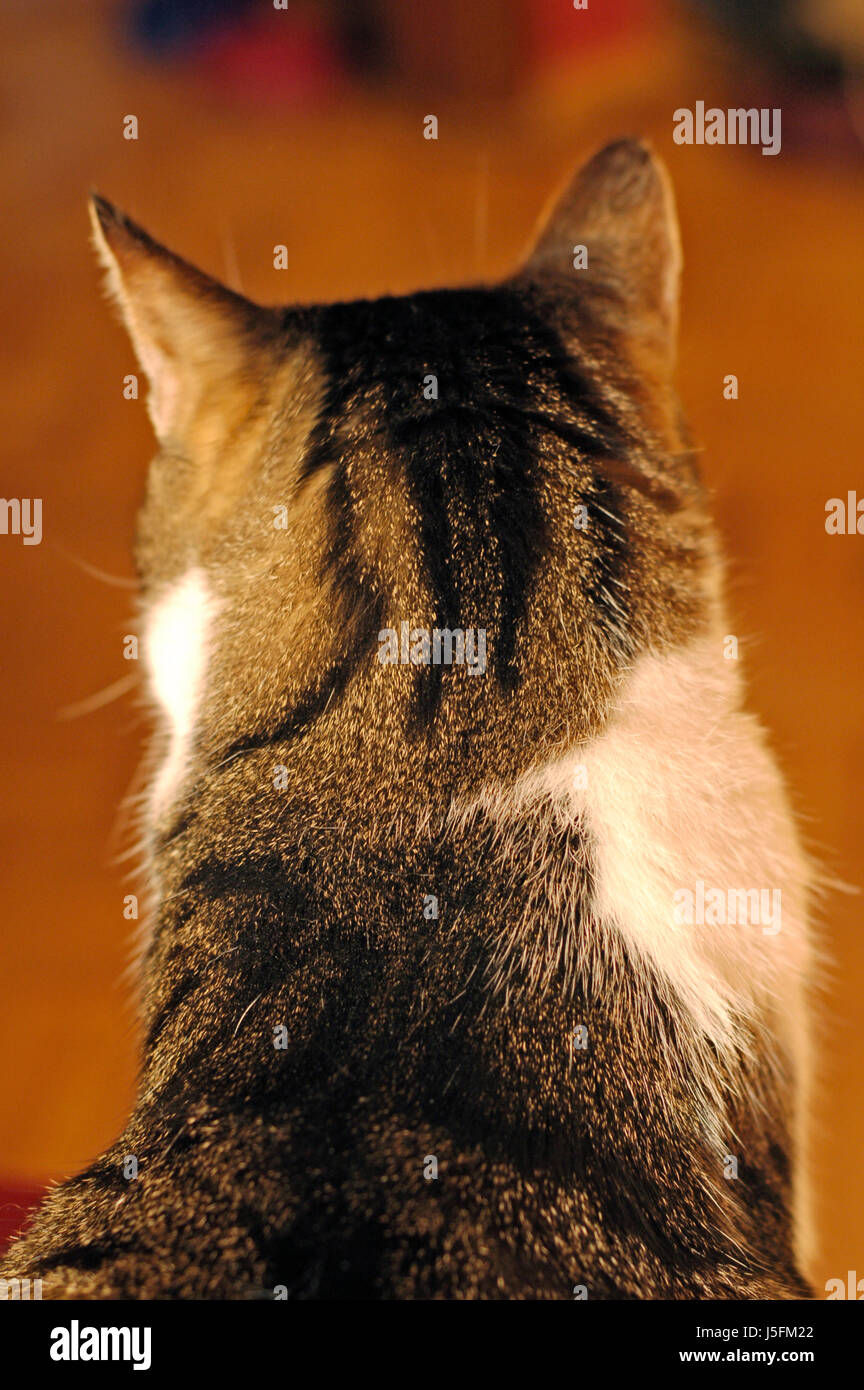 a beautiful back Stock Photo - Alamy