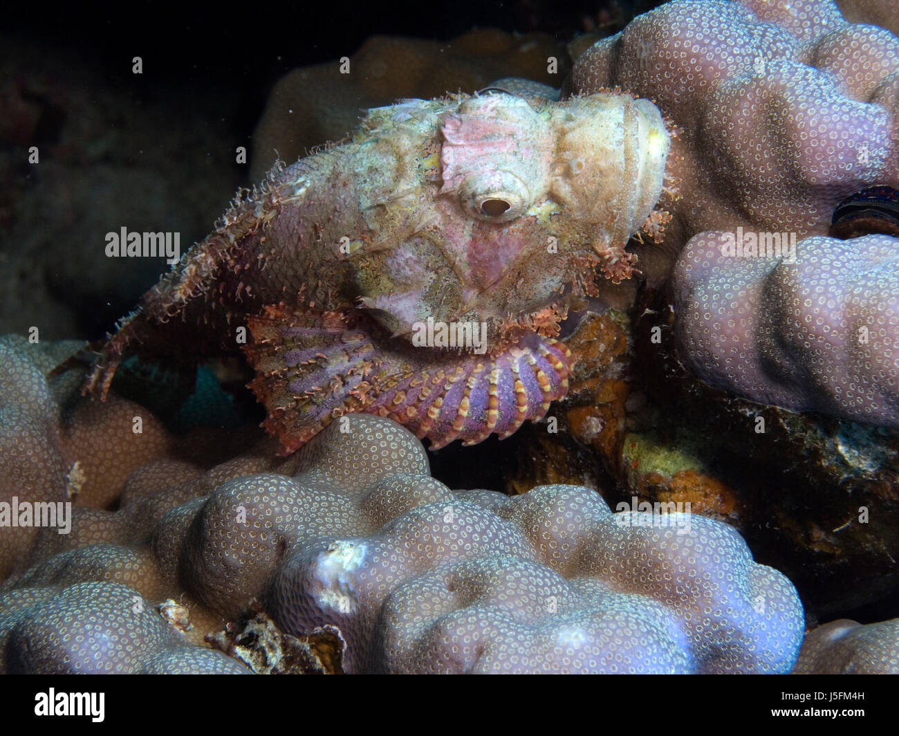 pink dragon head Stock Photo - Alamy