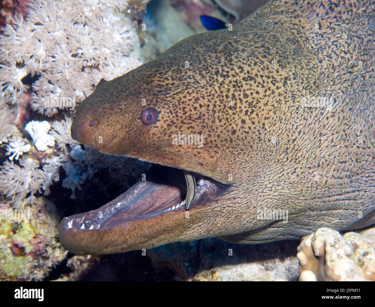Giant toothbrush hi-res stock photography and images - Alamy
