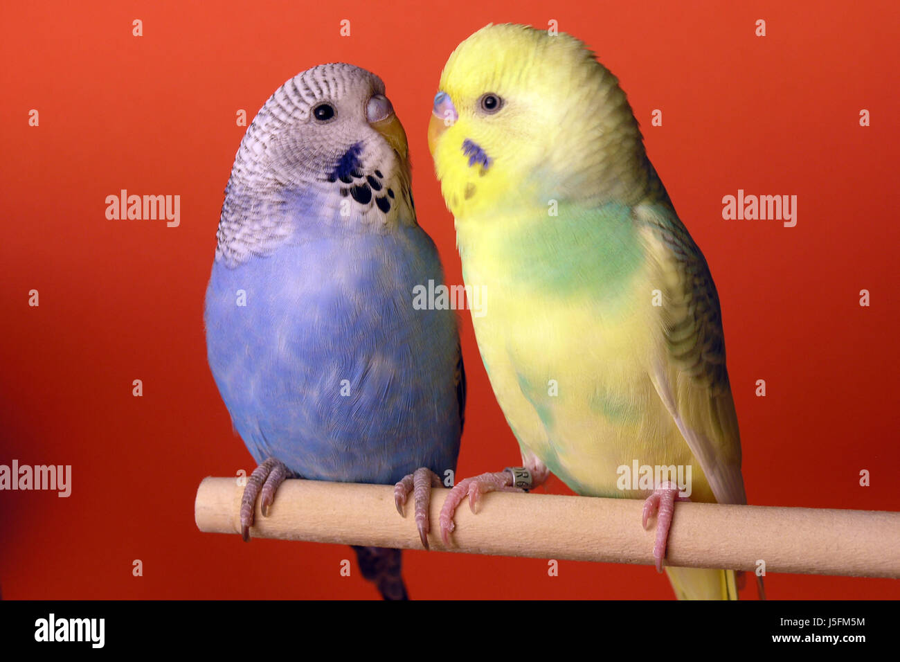 Budgie friends hi-res stock photography and images - Alamy