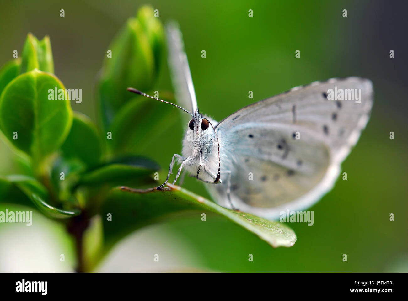 Holly Blue Moth High Resolution Stock Photography and Images - Alamy