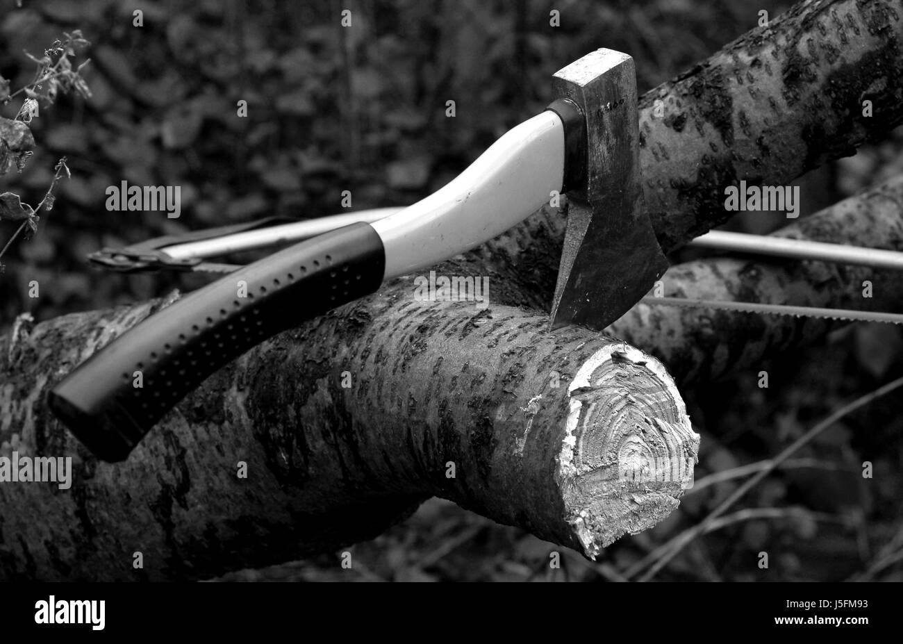 Storm tree damage Black and White Stock Photos & Images - Alamy