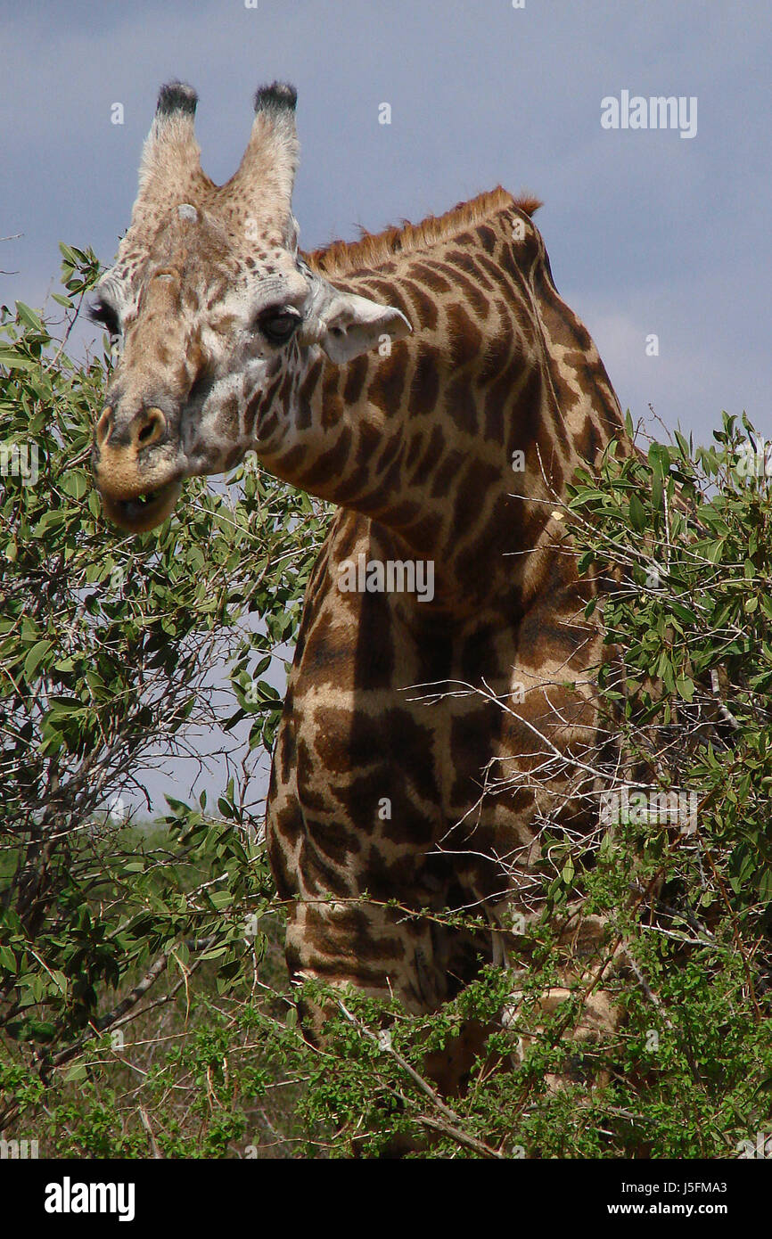 giraffe during feeding Stock Photo - Alamy