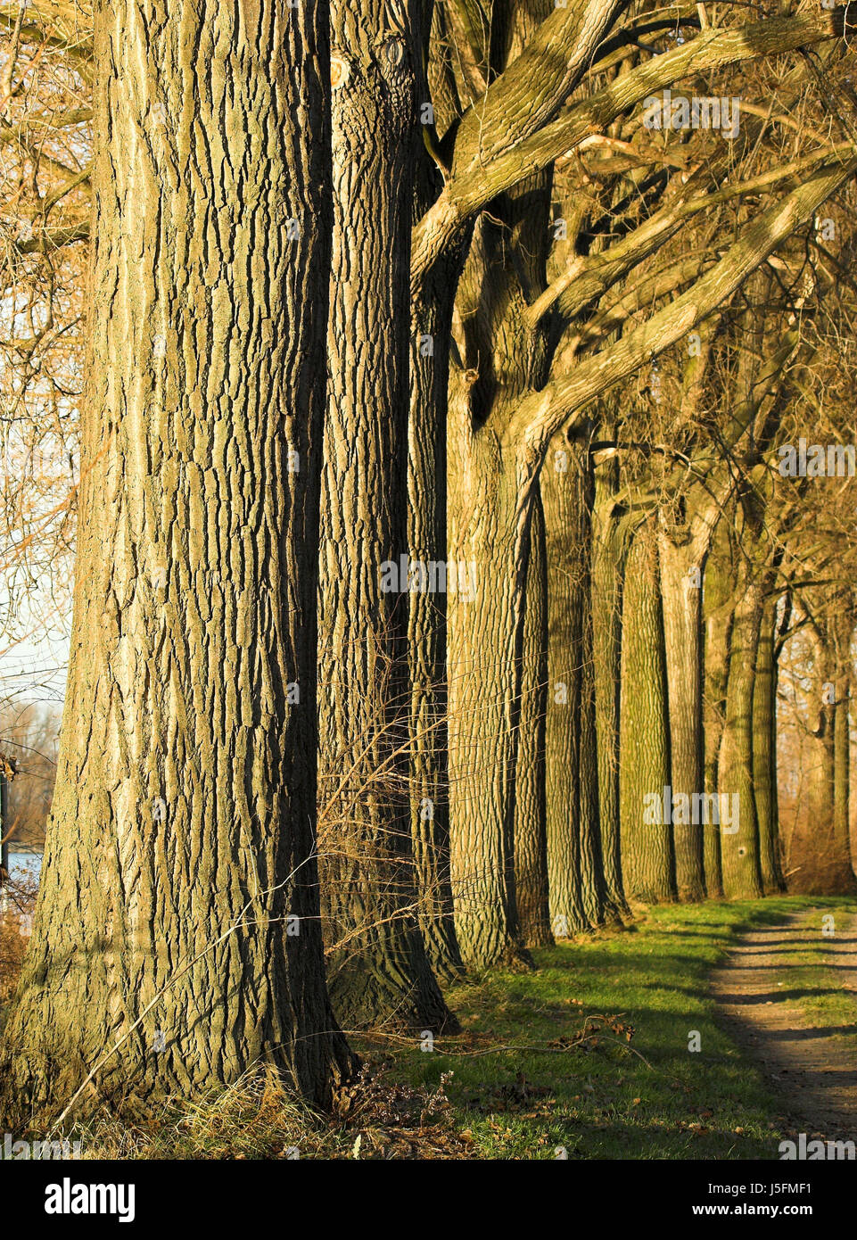 big large enormous extreme powerful imposing immense relevant tree ...