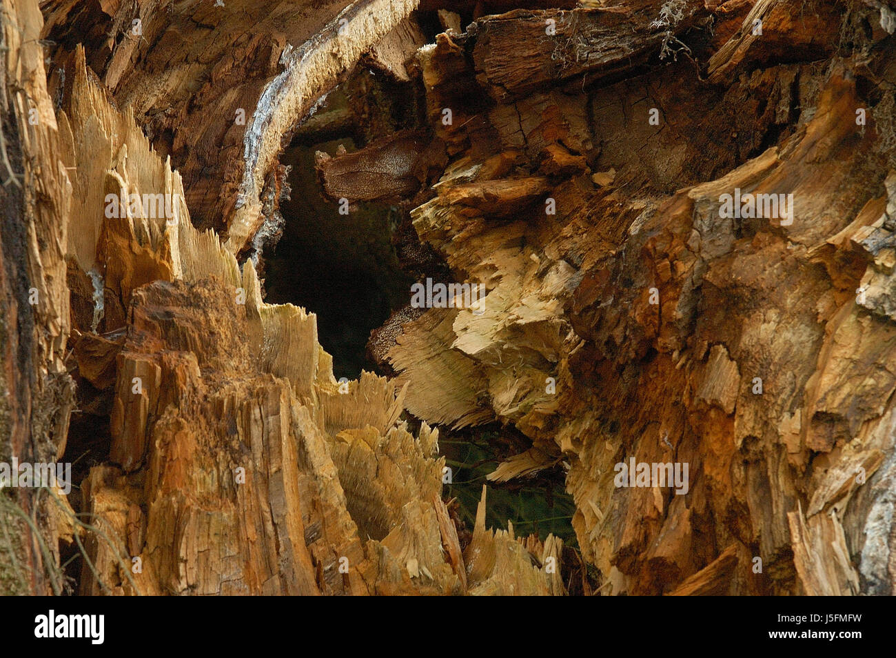 tree wood trunk branch firewood fibres fibers breaking fracture ...