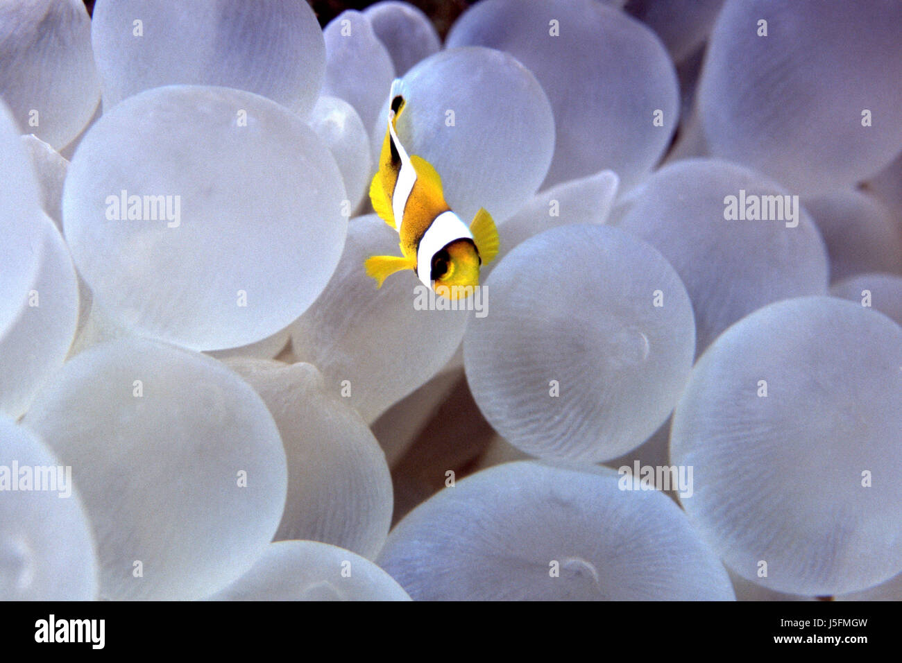 Little nemo hi-res stock photography and images - Alamy
