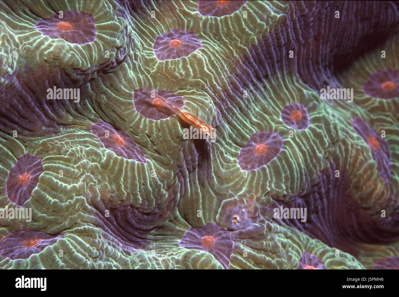 green fish underwater salt water water dive sea ocean coral coral ...