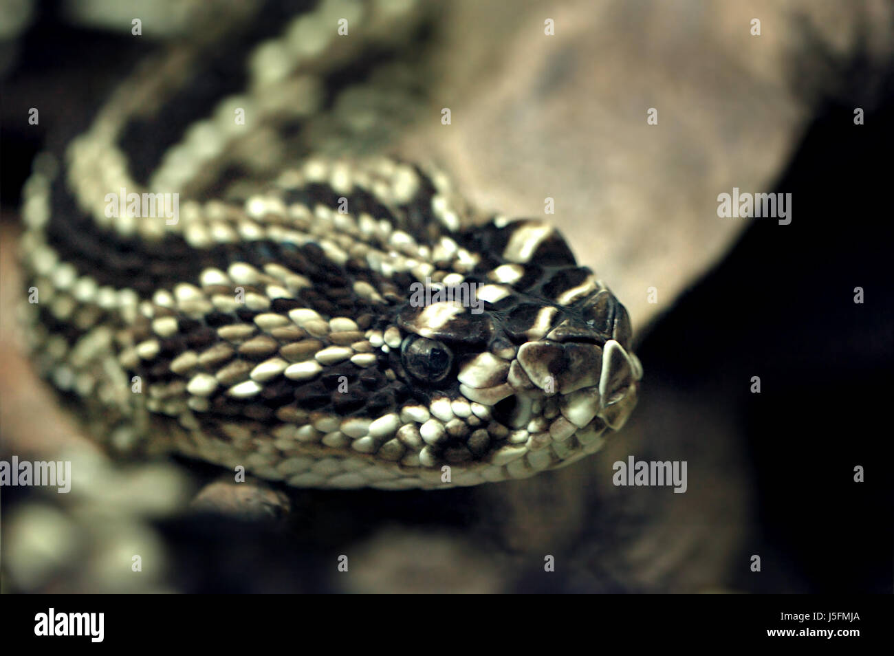danger animal reptile portrait predator fear snake reptiles poison ...