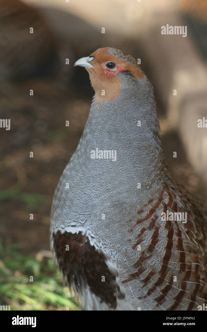 bird conservation of nature birds shy rare chicken threatens partridge ...