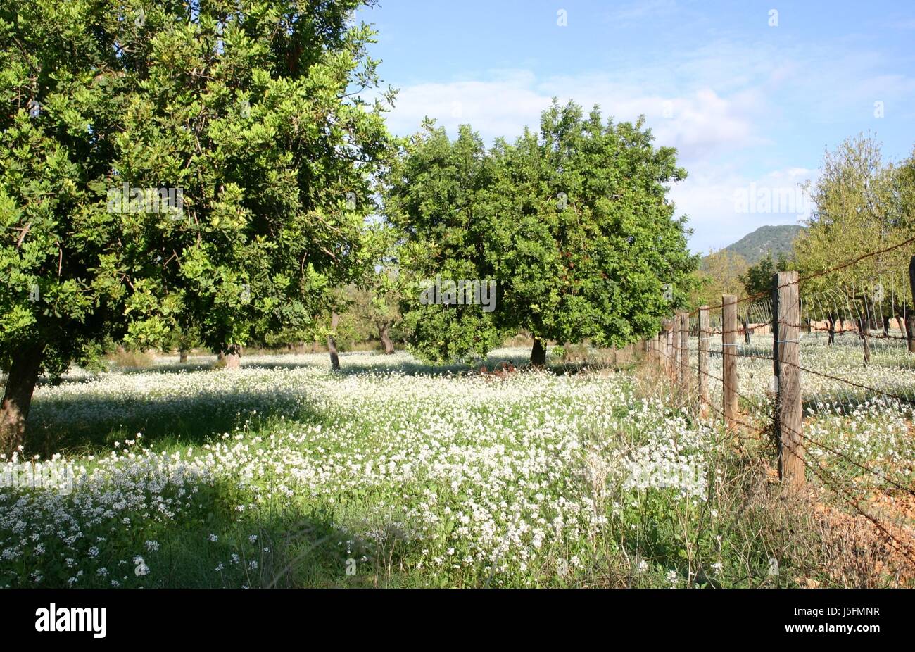 Baumgrundstck hi-res stock photography and images - Alamy