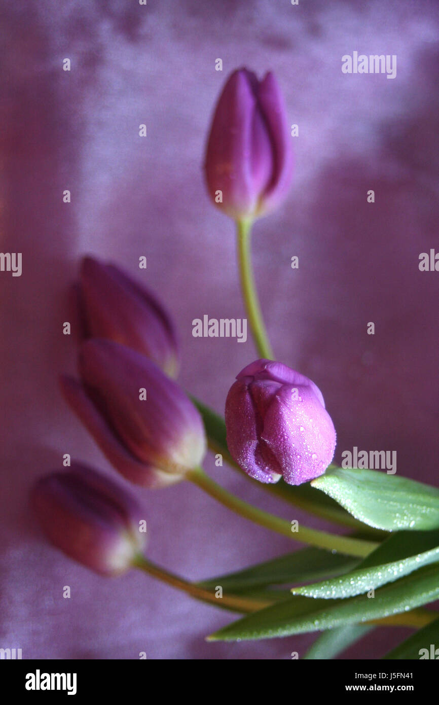 Tone in tone hi-res stock photography and images - Alamy