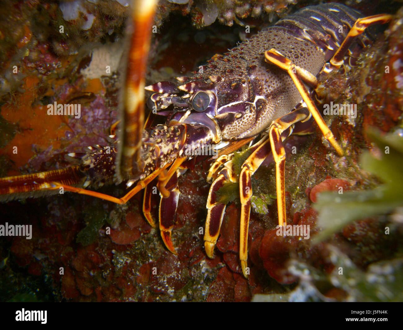Palinurus vulgaris hi-res stock photography and images - Alamy