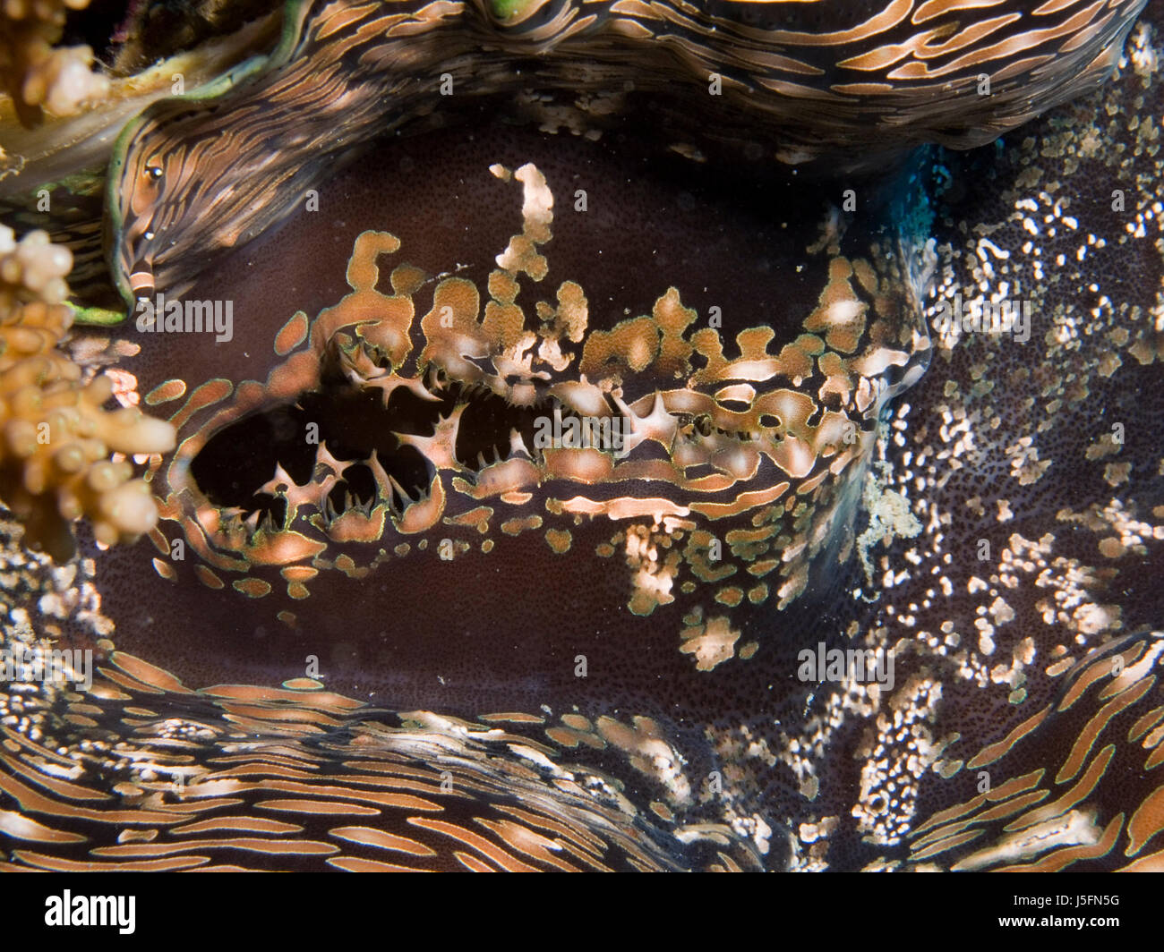 close by the mantle of the giant clam or giant clam tridacna spec Stock ...