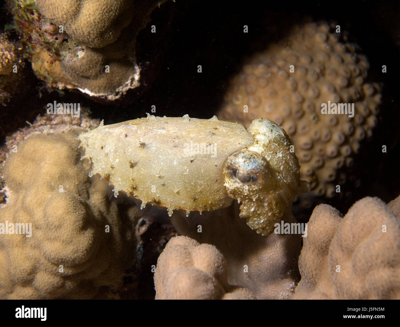 Sepia sepia hi-res stock photography and images - Alamy