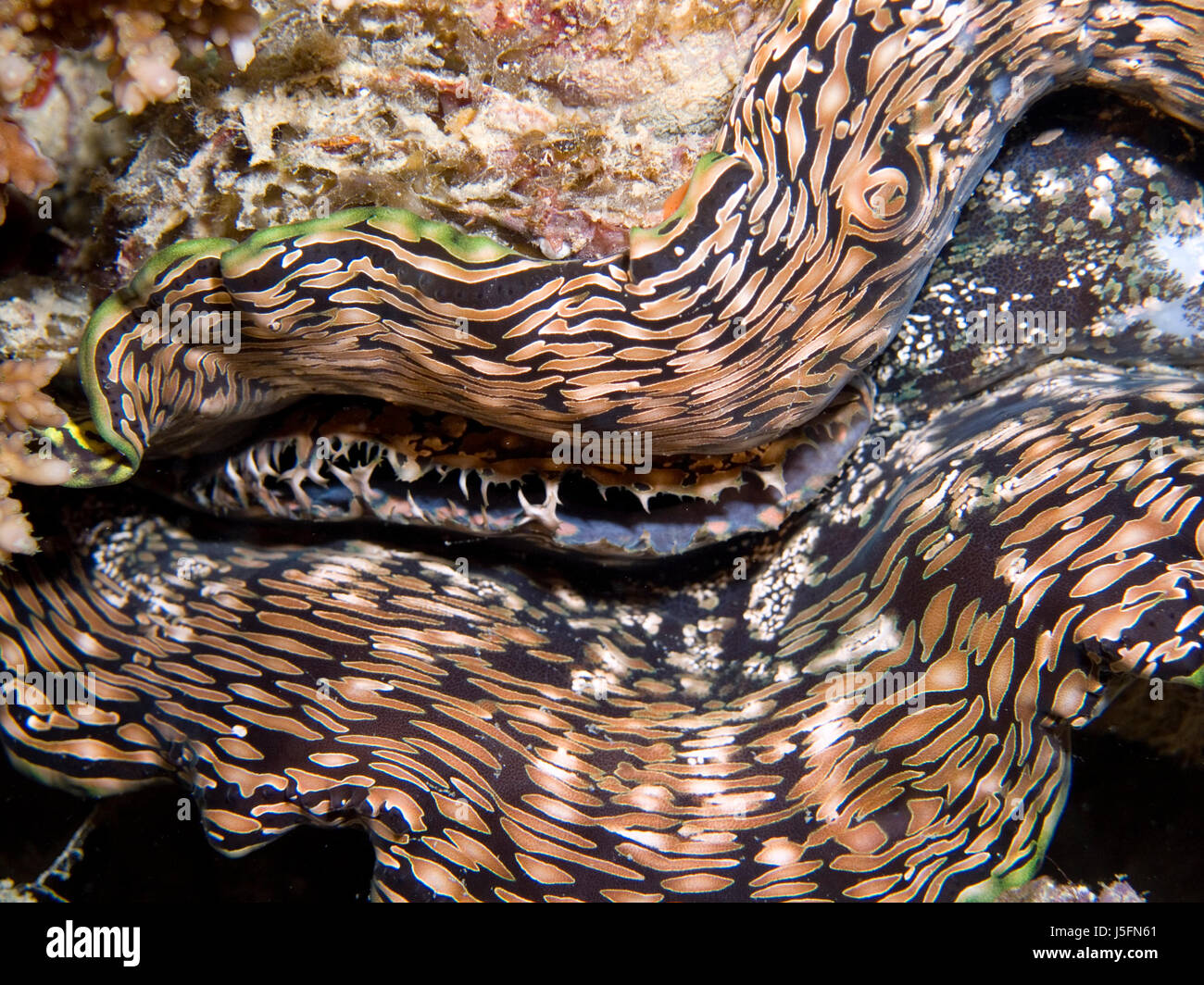 close by the mantle of the giant clam or giant clam tridacna spec Stock ...