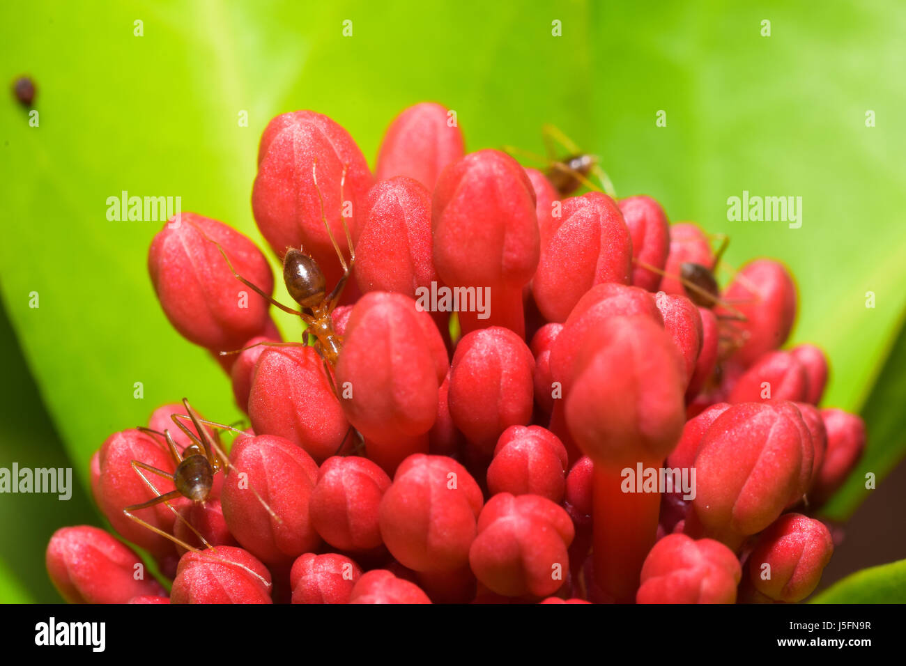 Flower and Ants Stock Photo - Alamy