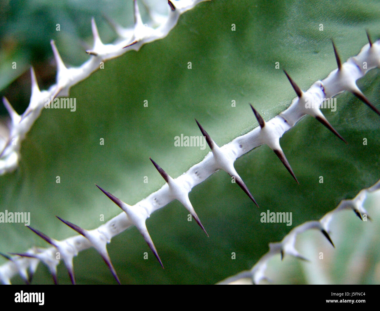 prickle near pointed row protect protection cactus defence defend ...