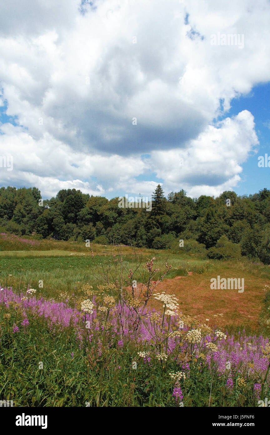 summer flower meadow Stock Photo - Alamy