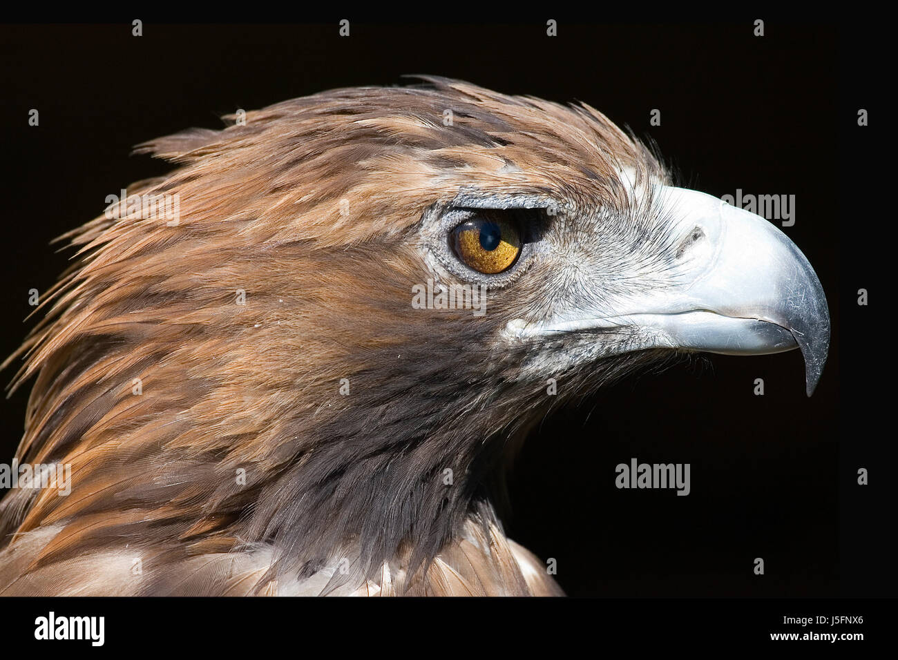 profile raptor birds of prey beak feathering eagle golden eagle beaks aquila Stock Photo - Alamy
