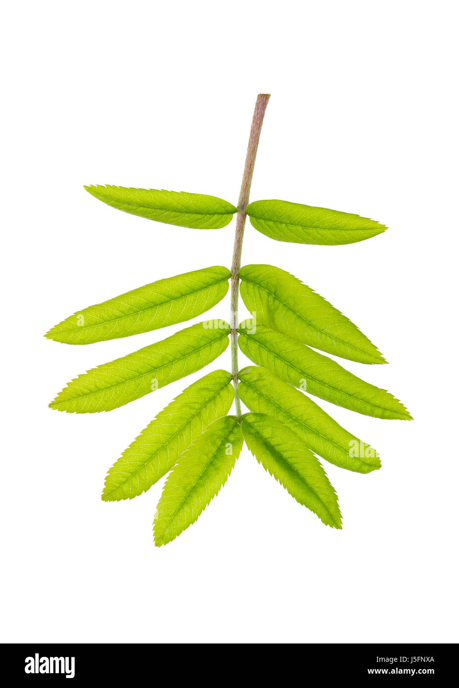 The small branch of mountain ash tree with green leaves isolated on ...