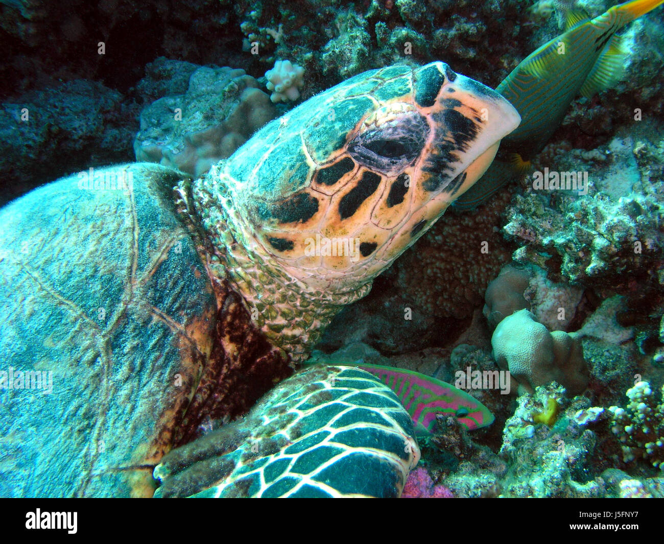 underwater beak armour dive reef beaks salt water sea ocean water diver ...
