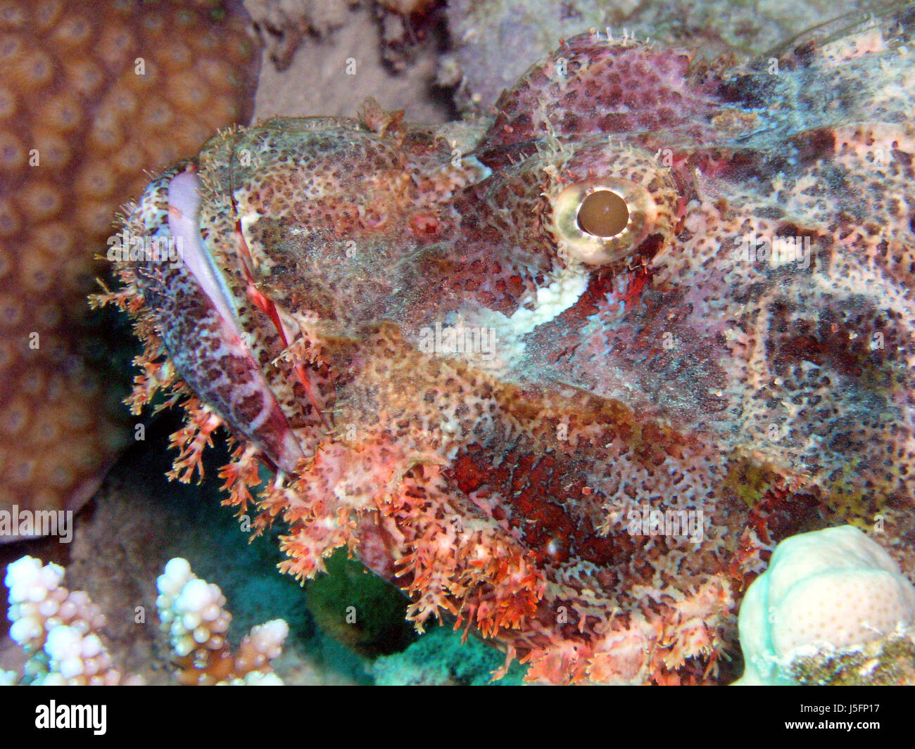 Bearded scorpionfish hi-res stock photography and images - Alamy