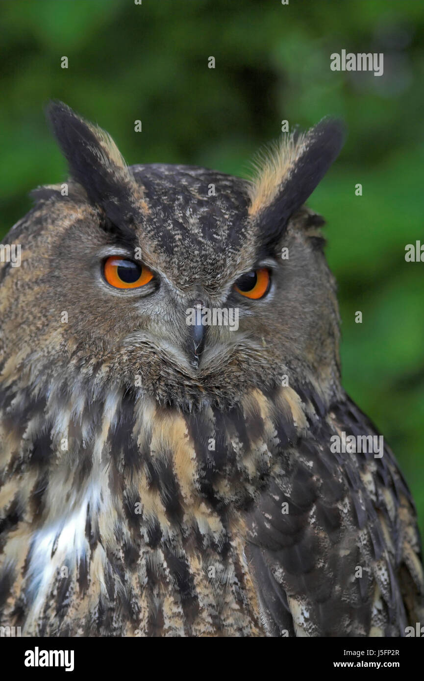owl front view portrait Stock Photo - Alamy