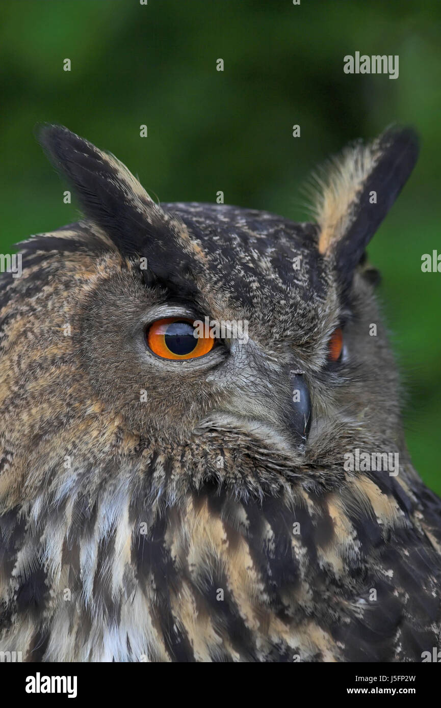 bird portrait eye organ watchful birds eyes look glancing see view ...