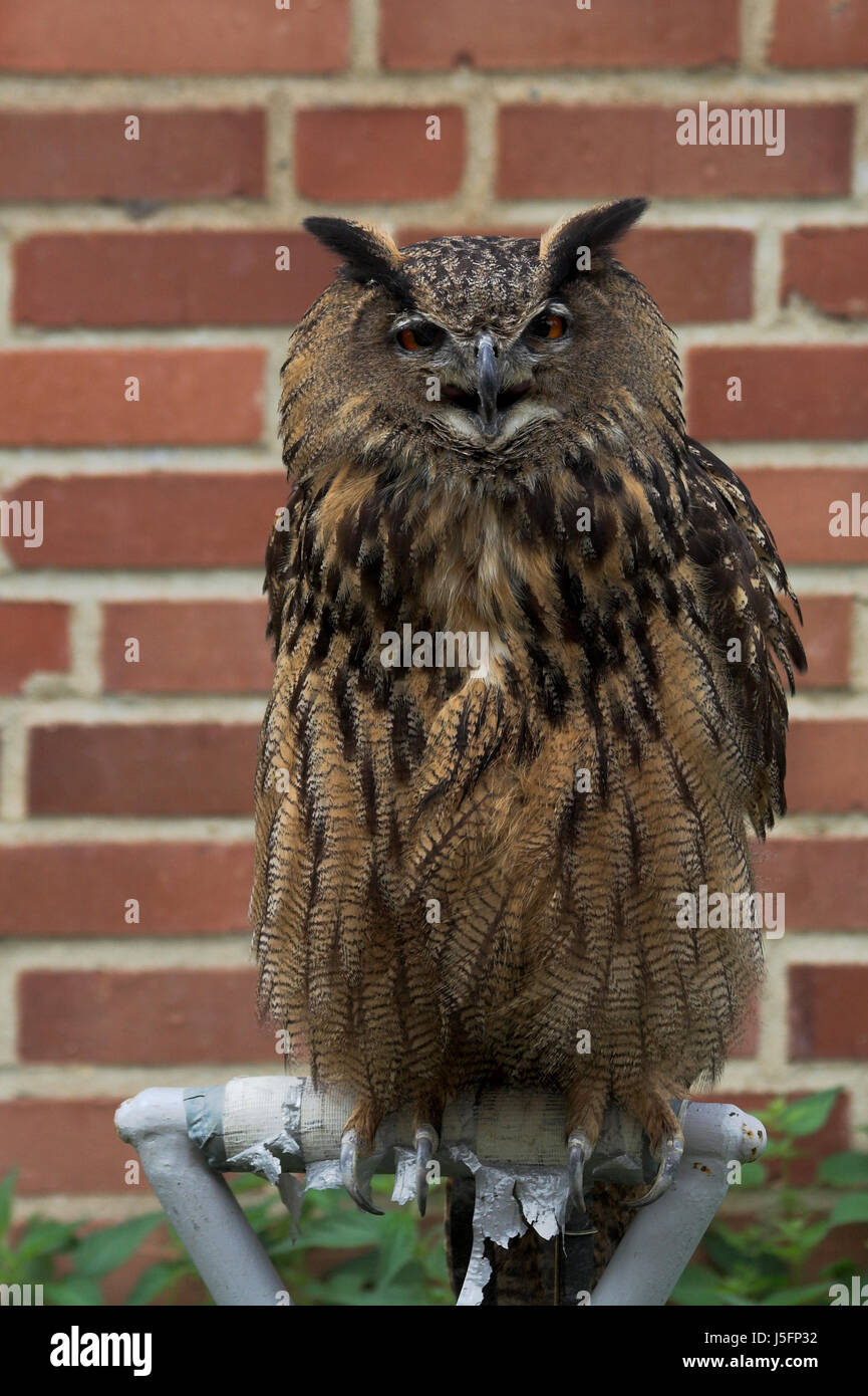 bird portrait eye organ watchful birds eyes look glancing see view ...