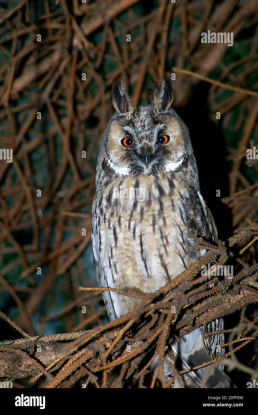 bird birds eyes wildlife sight view outlook perspective vista panorama ...