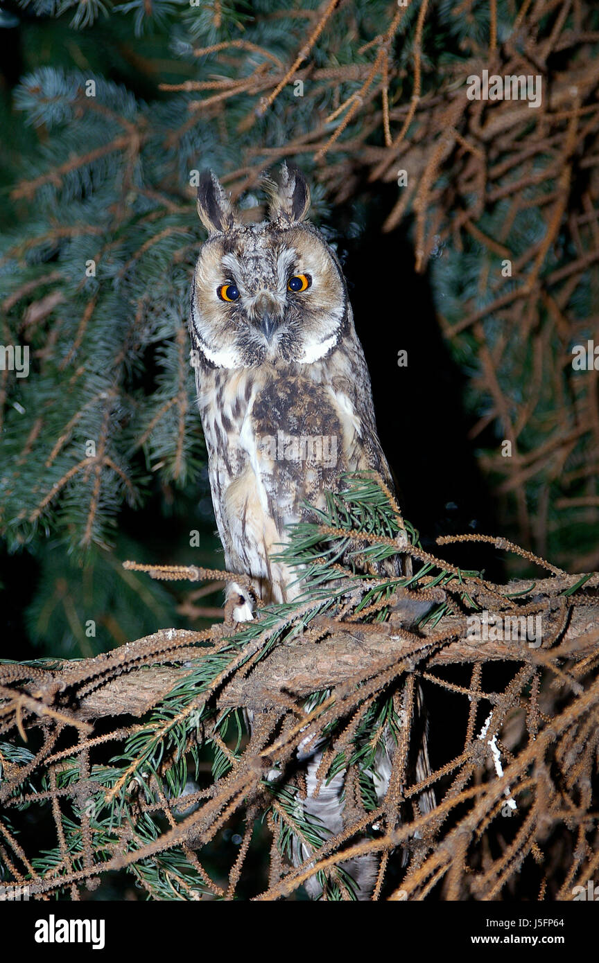 bird birds eyes wildlife sight view outlook perspective vista panorama ...