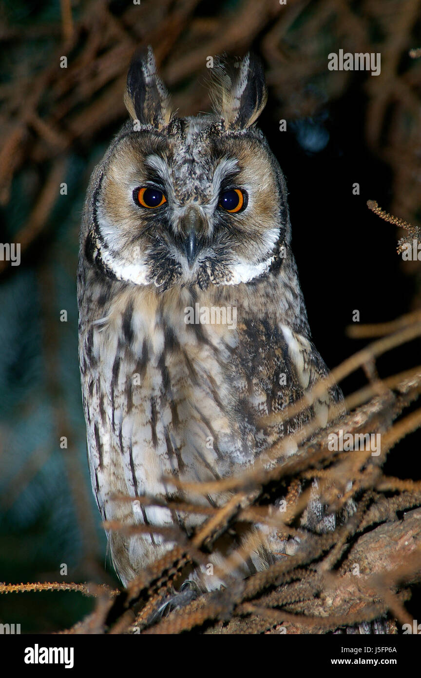 bird birds eyes wildlife sight view outlook perspective vista panorama ...