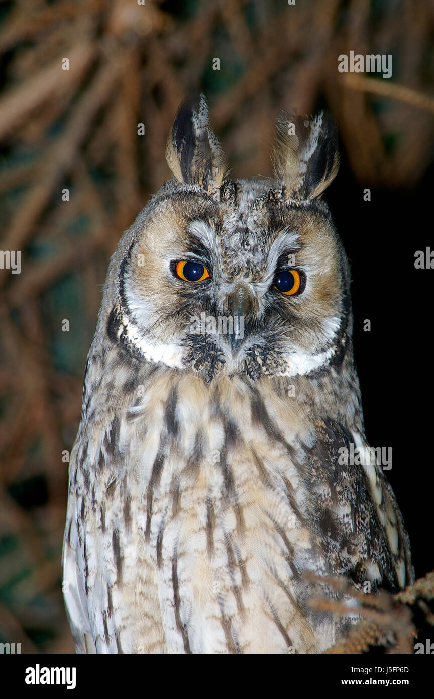 bird birds eyes wildlife sight view outlook perspective vista panorama ...