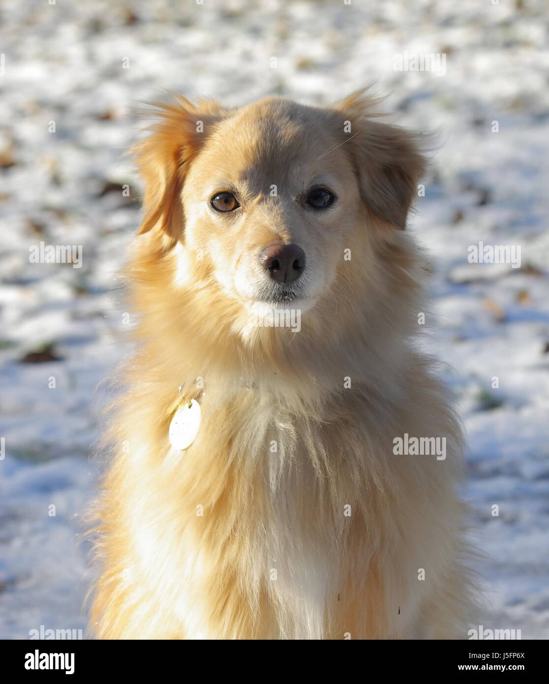 chico the poser 2 Stock Photo - Alamy