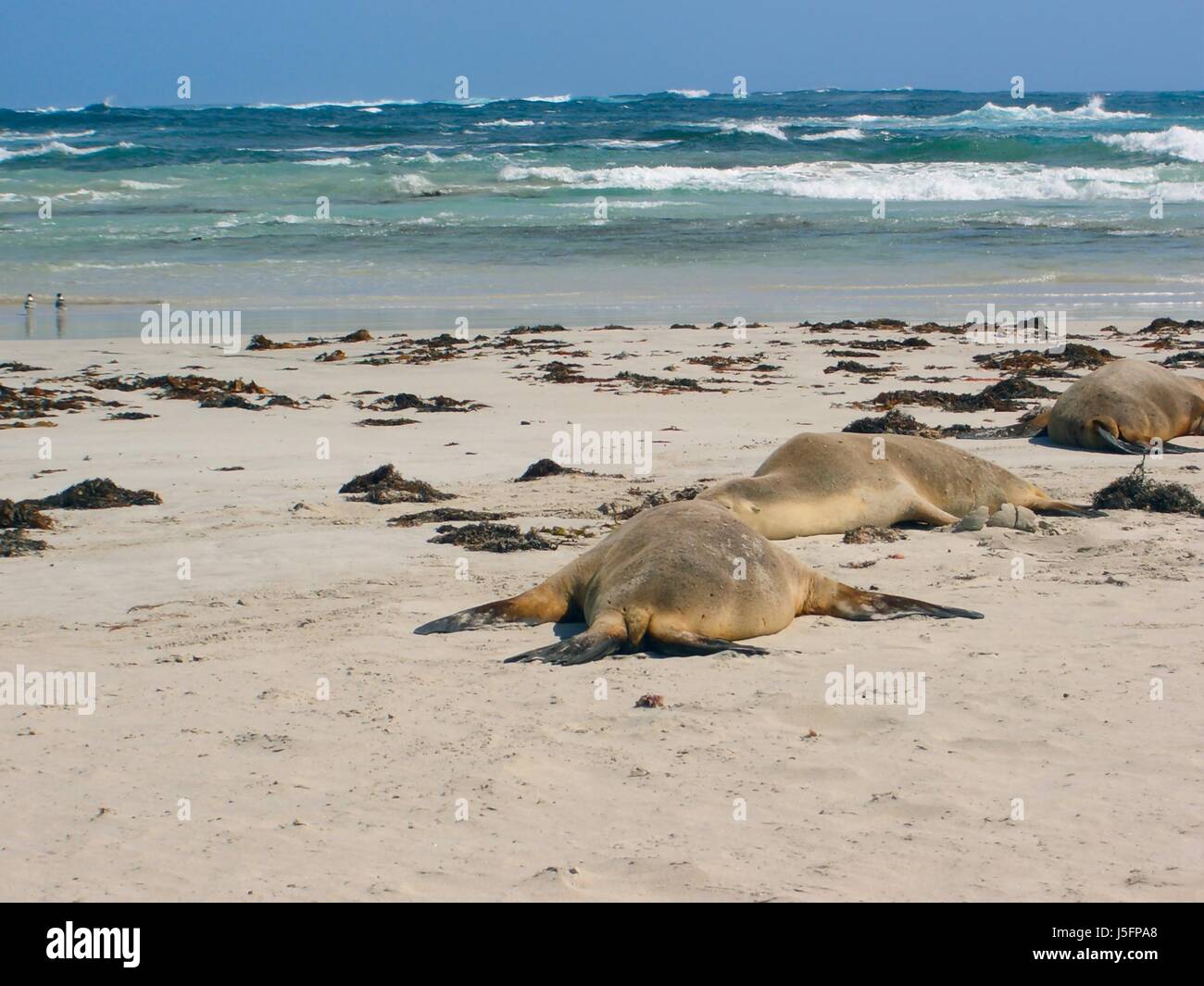 Sdaustralien hi-res stock photography and images - Alamy