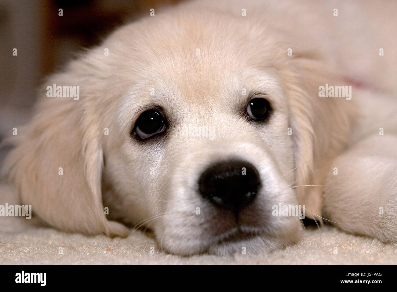 woman spare time free time leisure leisure time teen portrait dog ...