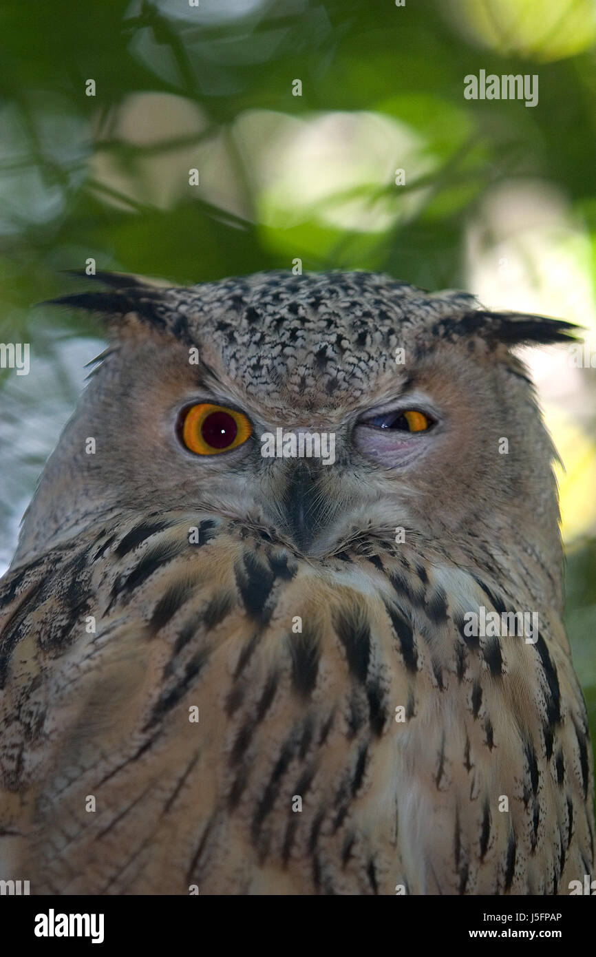 animal bird night nighttime birds raptor feathering owl owls barn owl ...