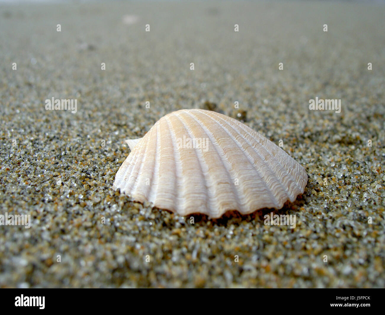 beach seaside the beach seashore shell aground sandy beach shellfish ...