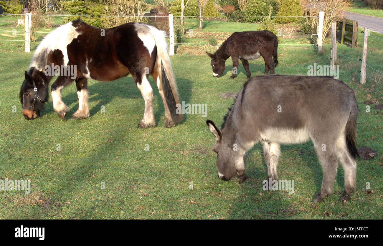 bucolic horse animal animals quadruped idea perspective point of view ...