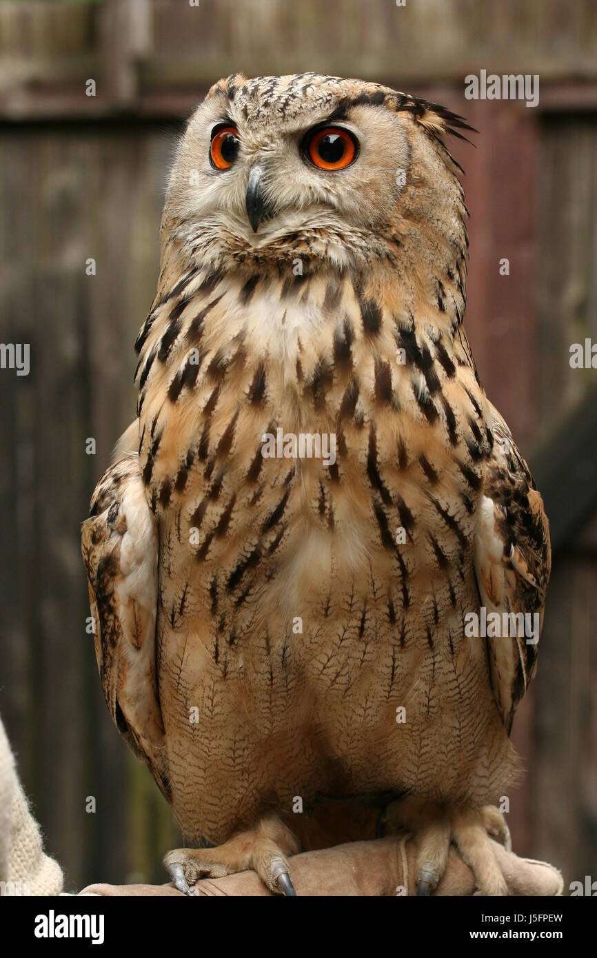 hand bird birds glove feathering claws owl wild animal feather nature ...