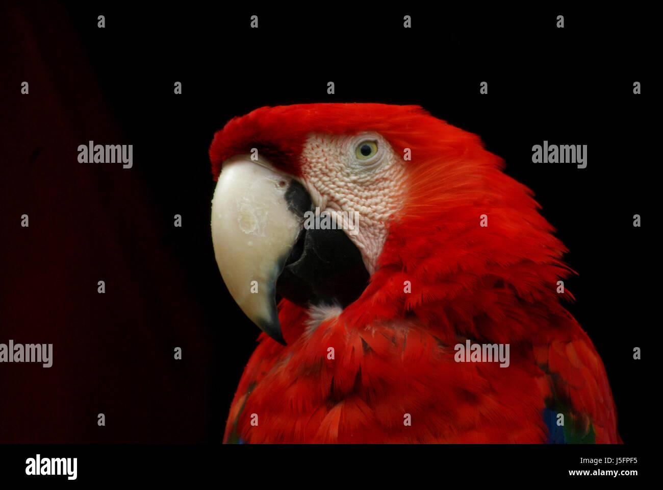 bird birds canary islands teneriffa parrots vertebrates canaries ...