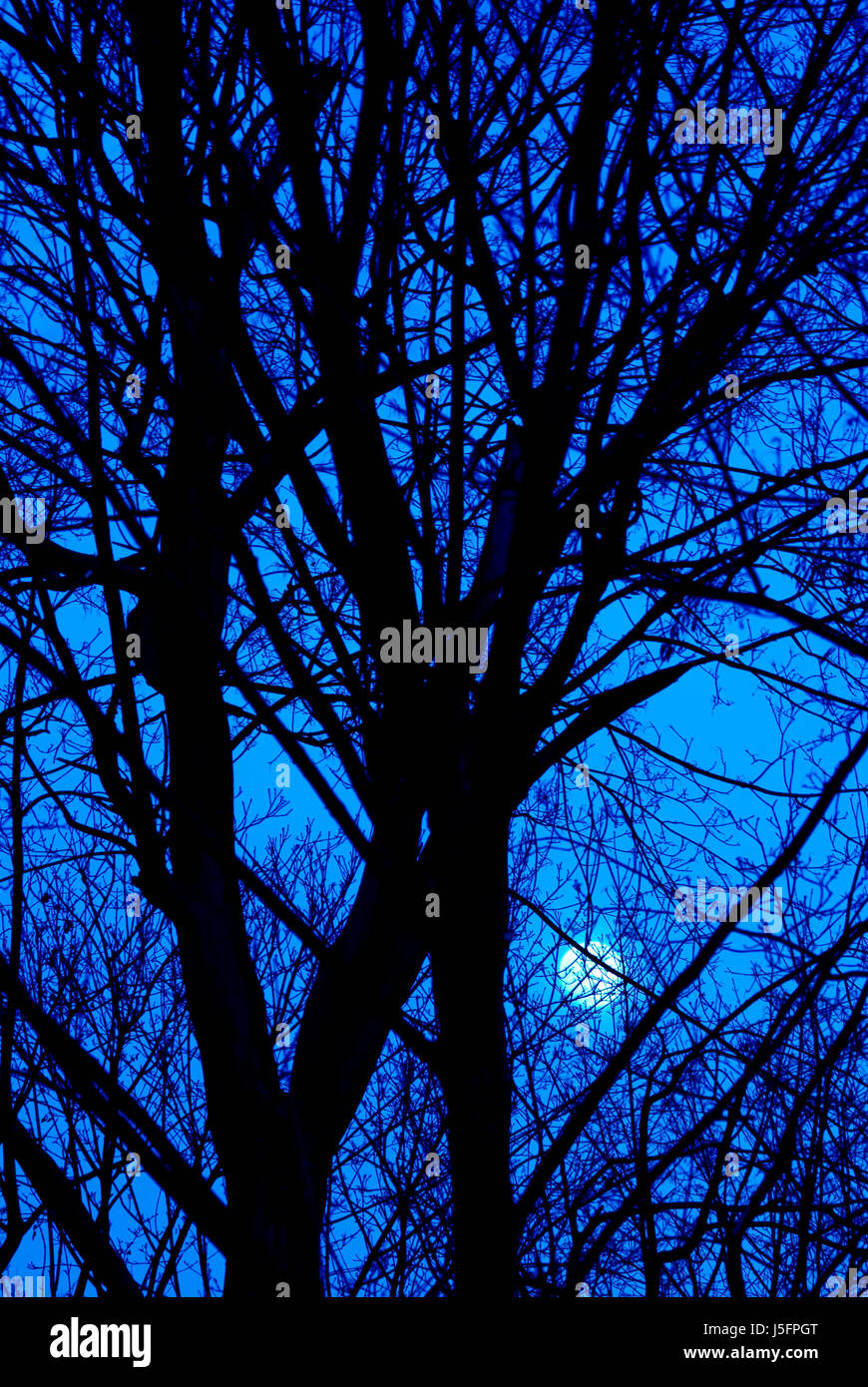 blue tree trees night nighttime moon branches branchage monochrome ...
